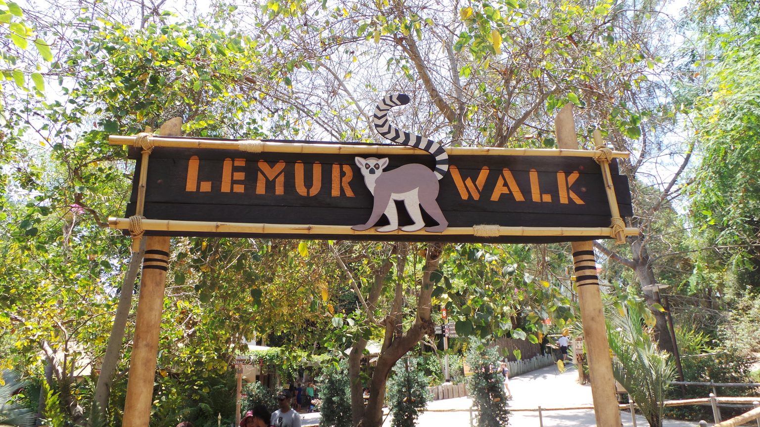 Lemur Walk at San Diego Zoo Safari Park