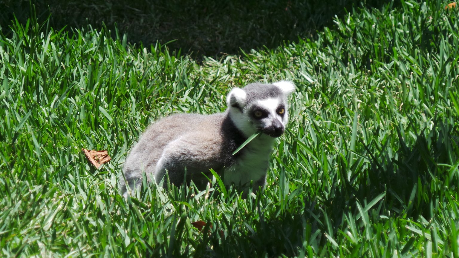 Lemur Walk at San Diego Zoo Safari Park
