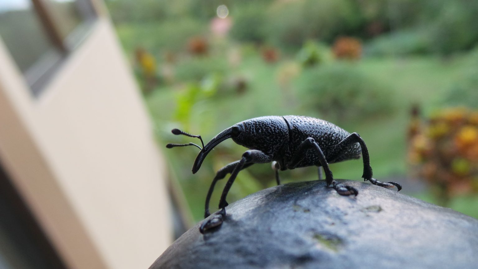 Costa Rican Wildlife
