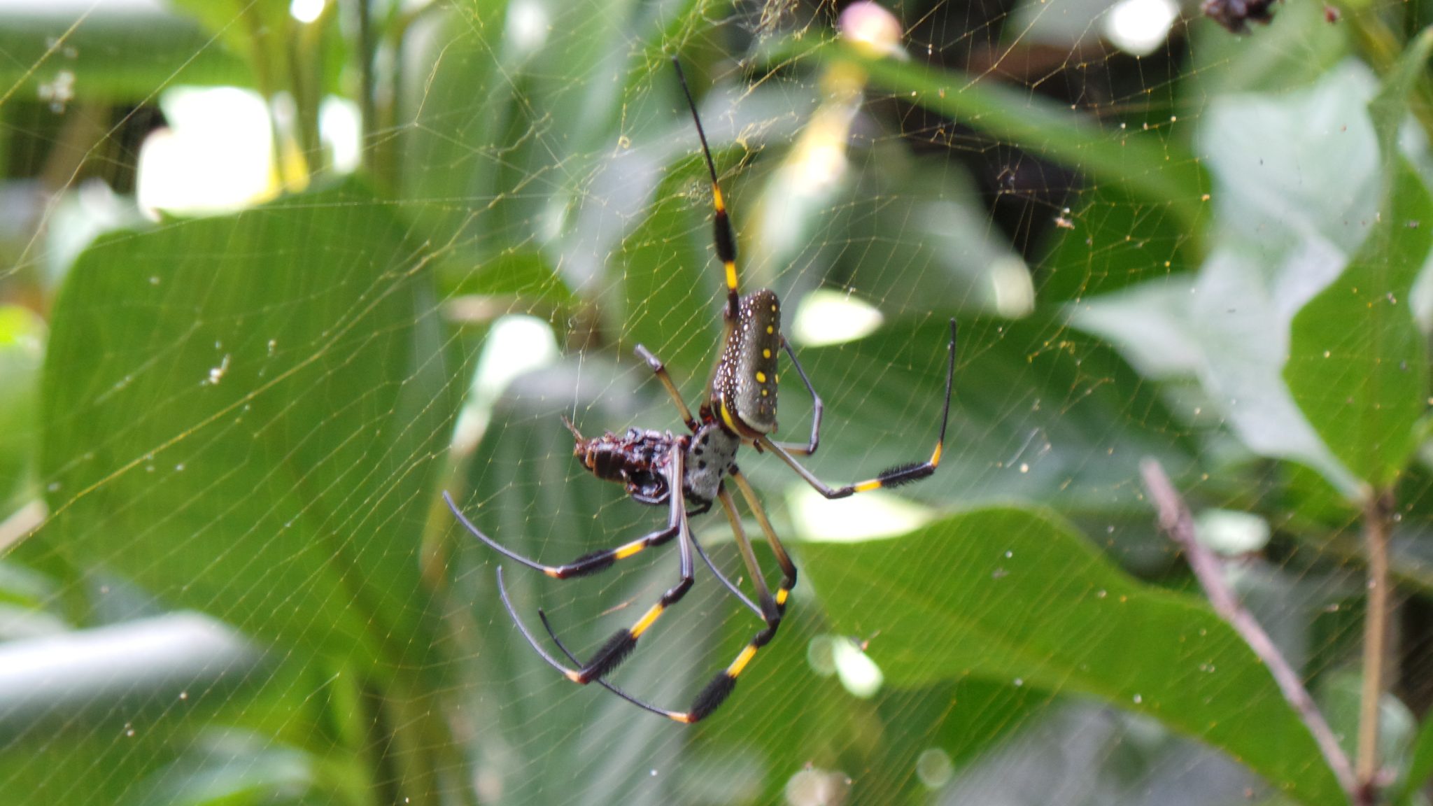 Costa Rican Wildlife