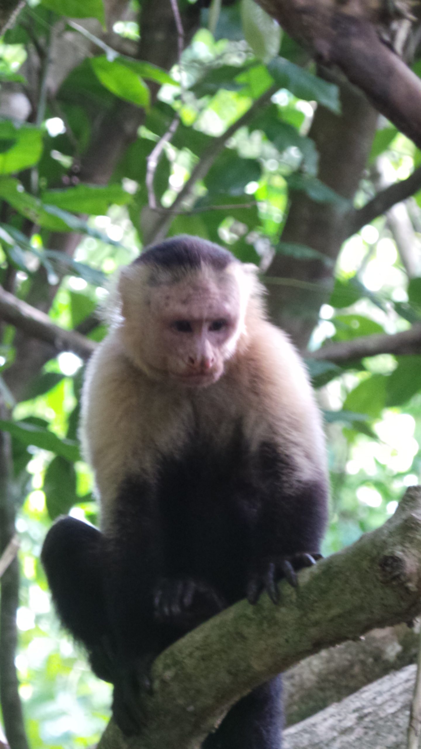 Costa Rican Wildlife