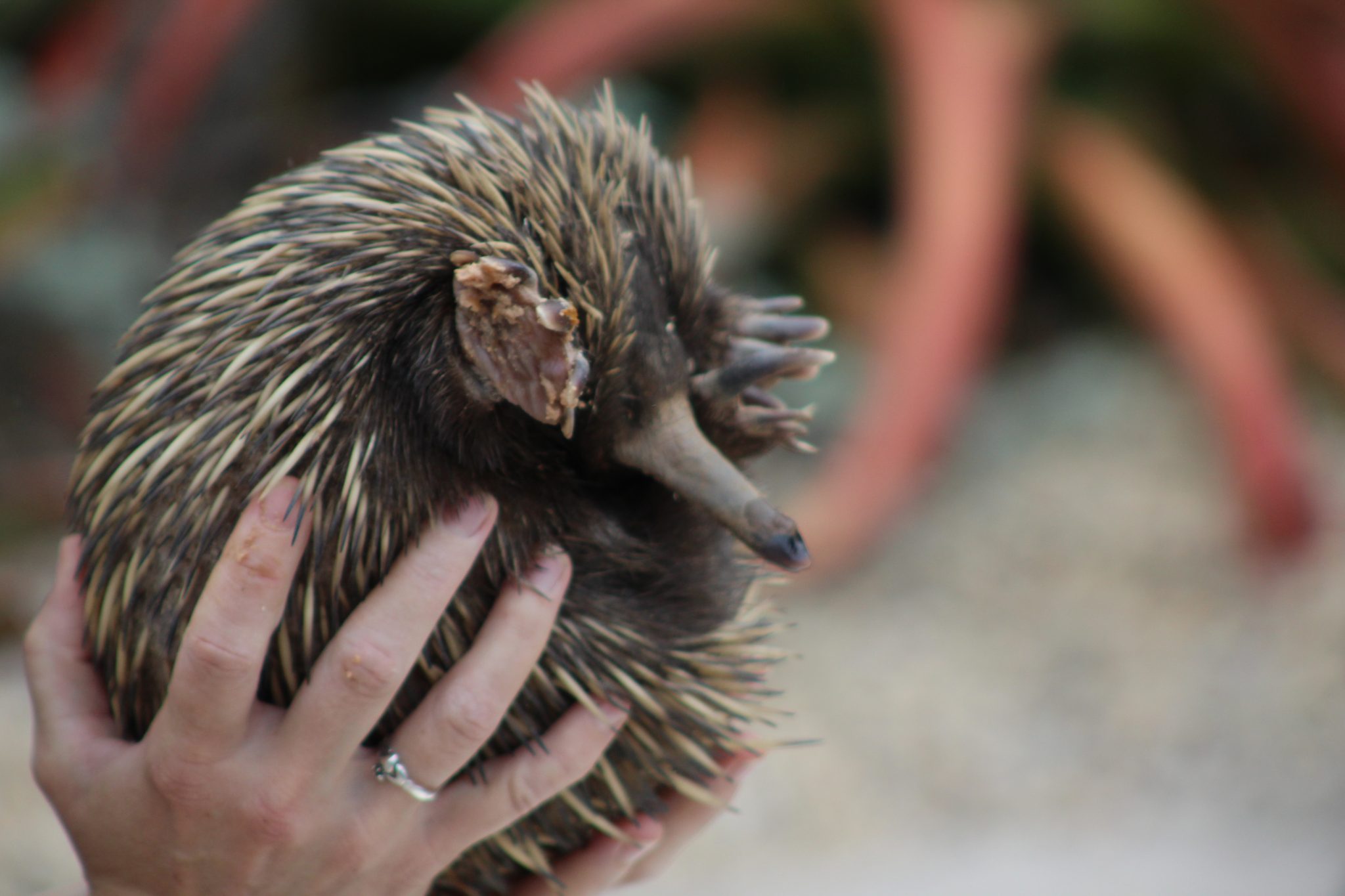 The Wild Life will delight your little animal lover! In theaters in ...