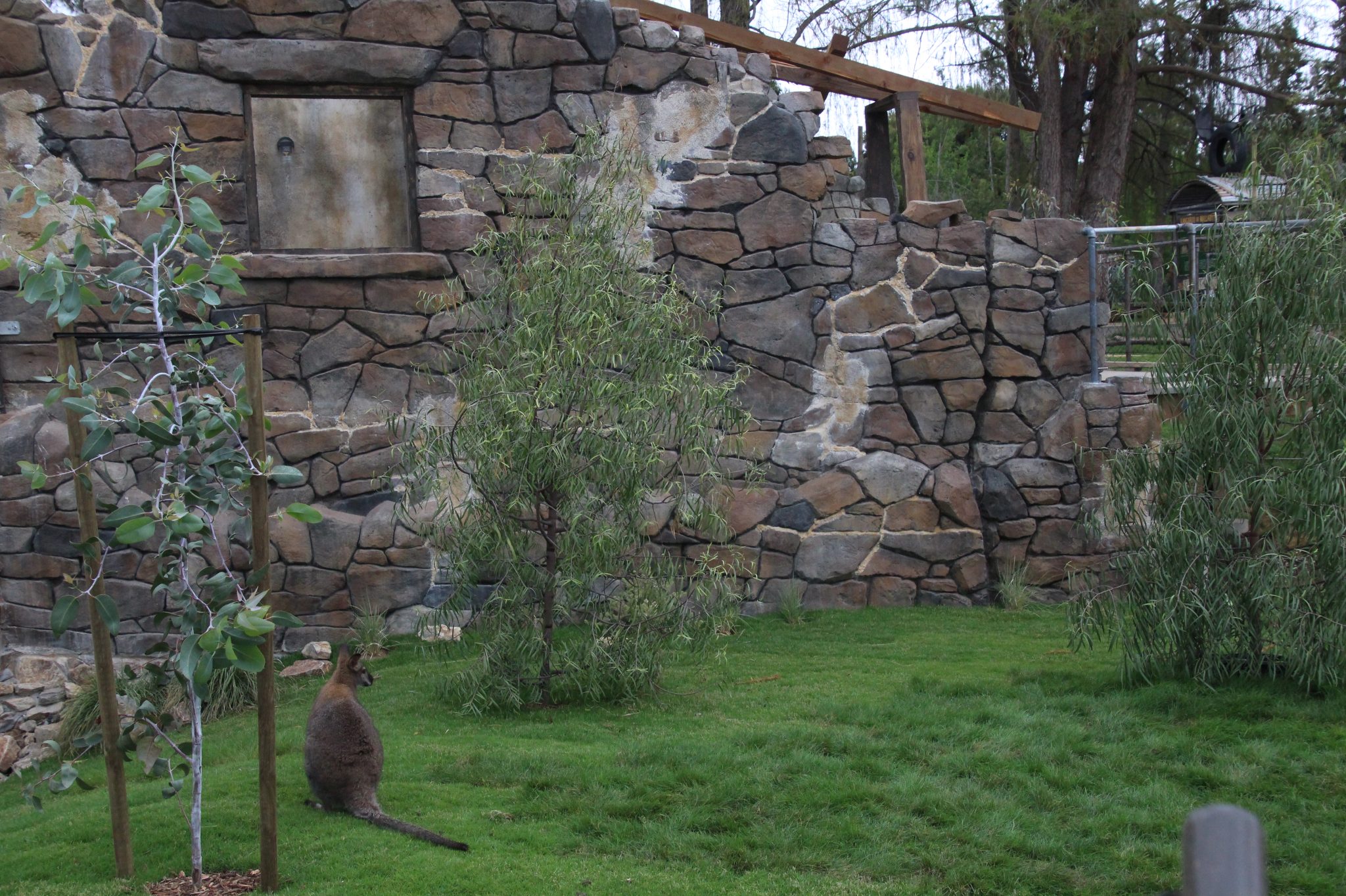 Walkabout Australia at the San Diego Zoo Safari Park